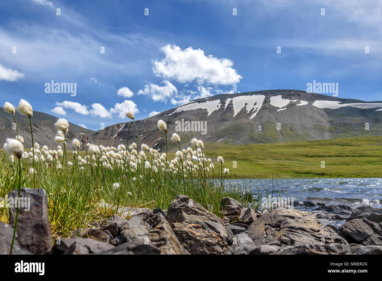 Fluffy white flowers -Fotos und -Bildmaterial in hoher Auflösung – Alamy