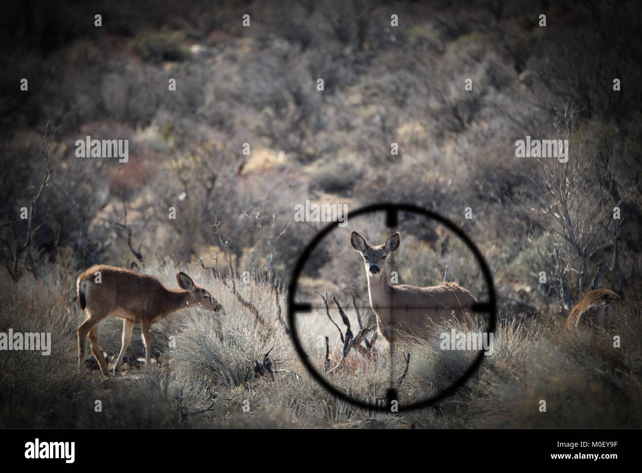 Hunter Zeichnung eine Raupe auf einem Reh Stockfotografie - Alamy