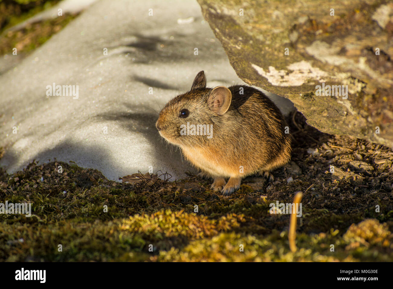 Royle's Pika (Ochotona Roylei) an Kedarkantha Wildlife Sanctuary ...