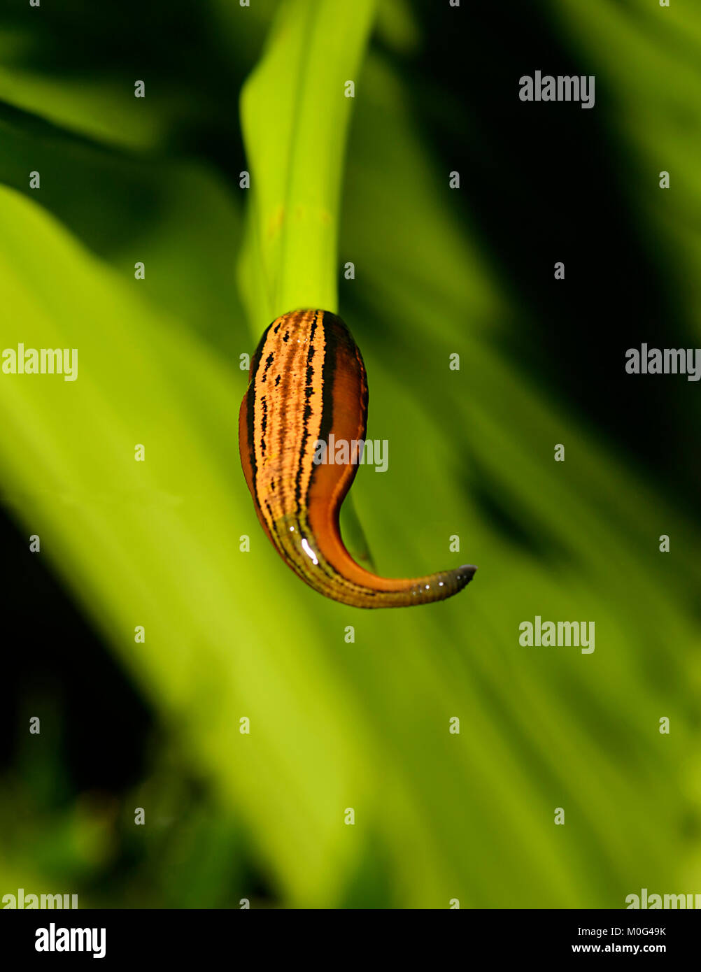 Tiger Leech (Haemadipsa picta), Danum Valley Conservation Area, Borneo ...