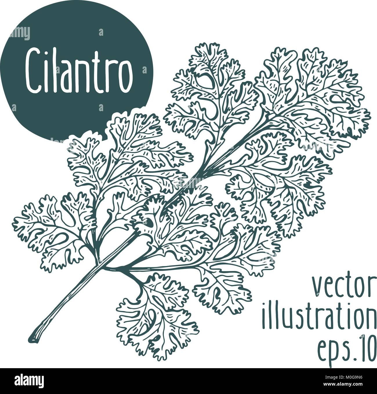 Salbei Zweig. Vector Illustration für Menü Design, Verpackung und ...