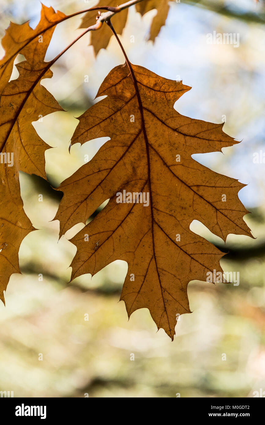 Quercus borealis -Fotos und -Bildmaterial in hoher Auflösung – Alamy