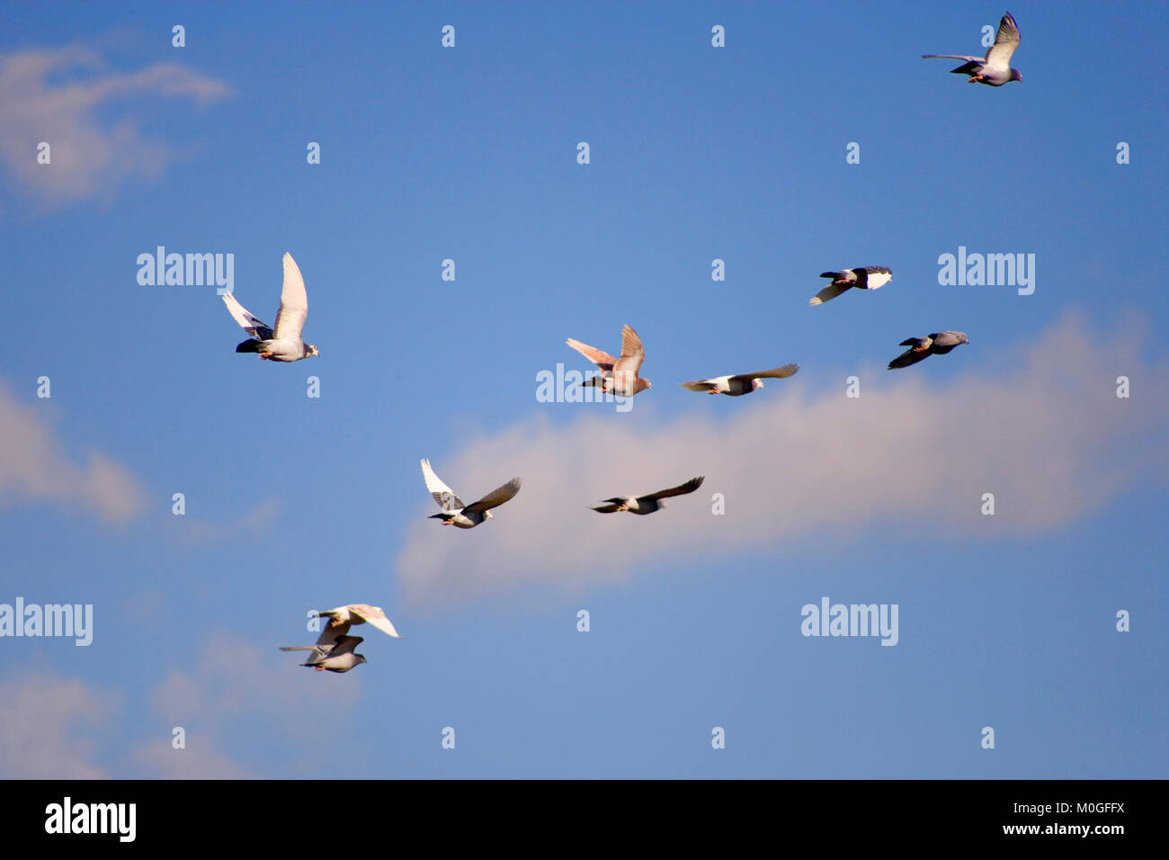 Racing pigeons -Fotos und -Bildmaterial in hoher Auflösung – Alamy