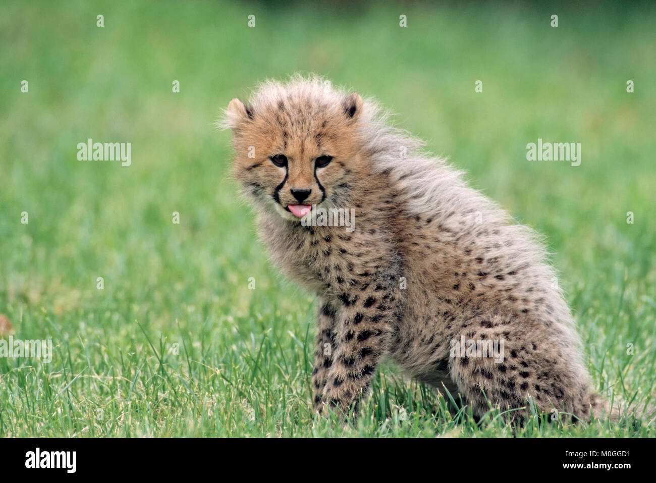 Einzelnes gepardjunges -Fotos und -Bildmaterial in hoher Auflösung – Alamy