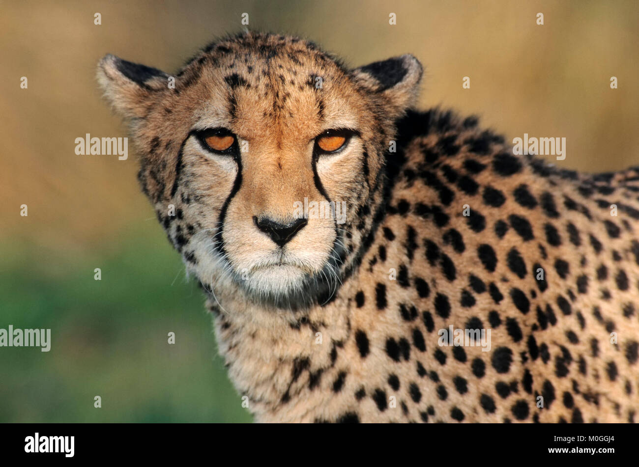 Gepard gepard -Fotos und -Bildmaterial in hoher Auflösung - Seite 2 - Alamy
