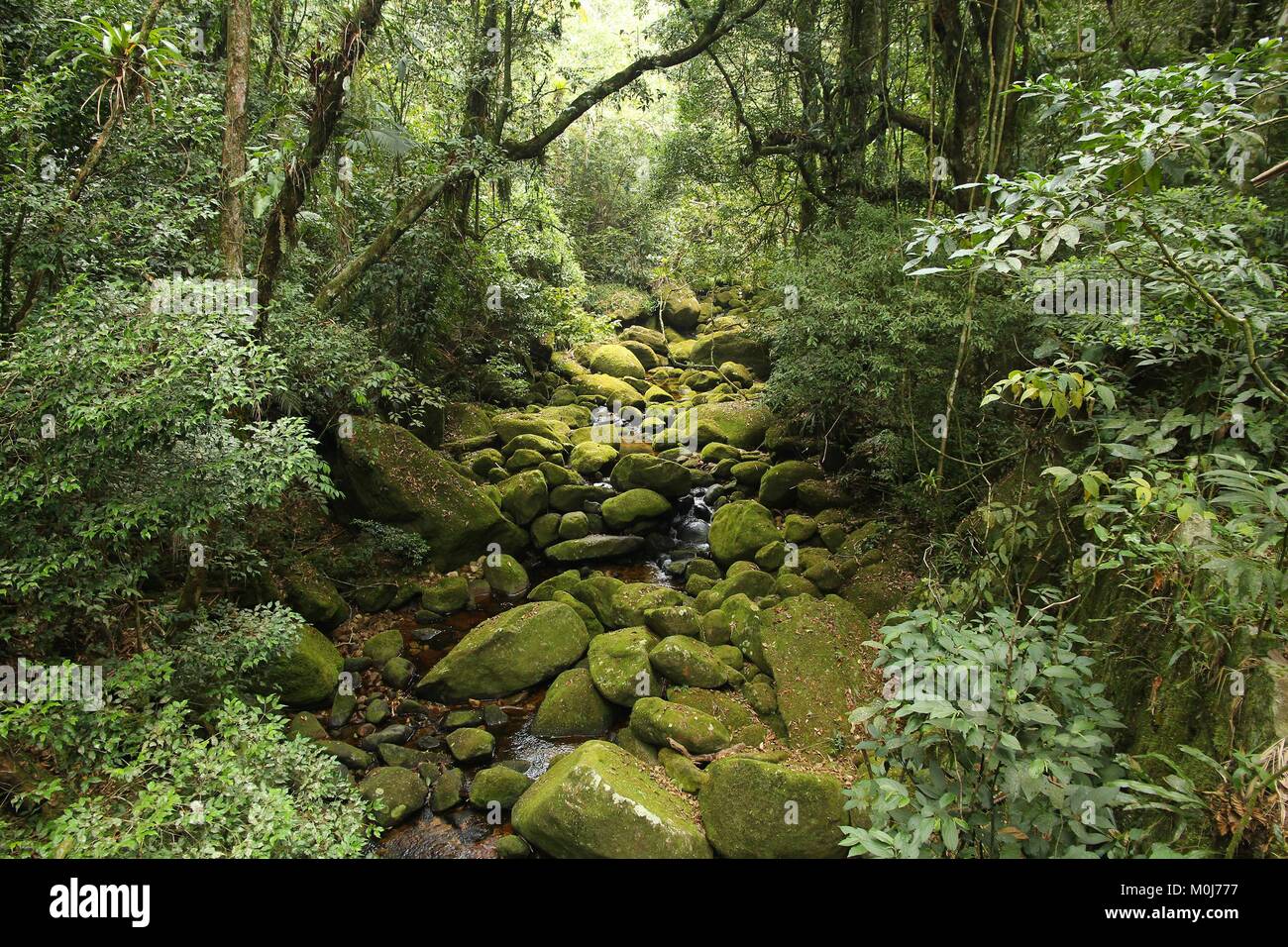 Brasilien - Jungle View in der Mata Atlantica (Atlantischer Regenwald ...