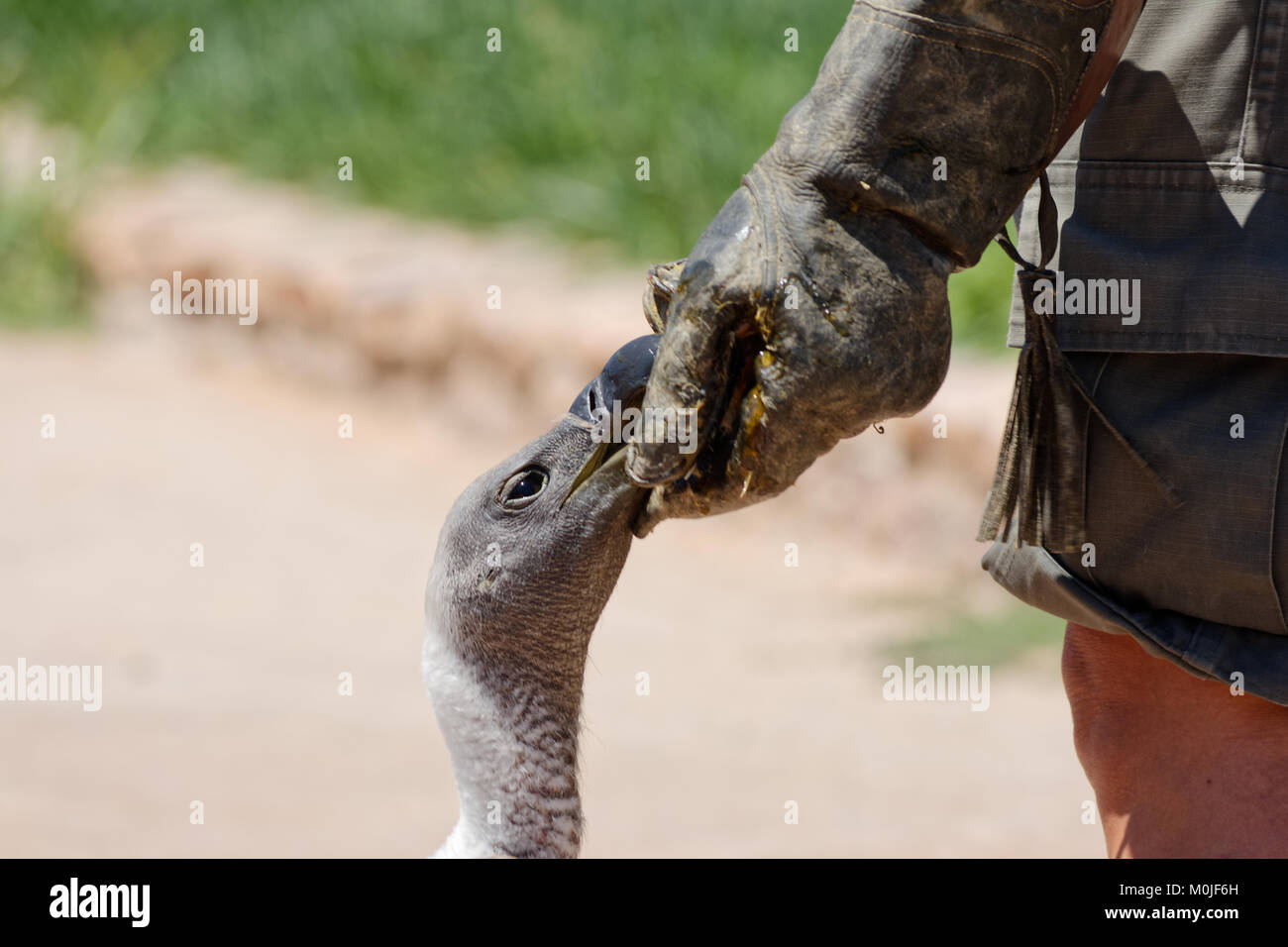 Geier fakten -Fotos und -Bildmaterial in hoher Auflösung – Alamy