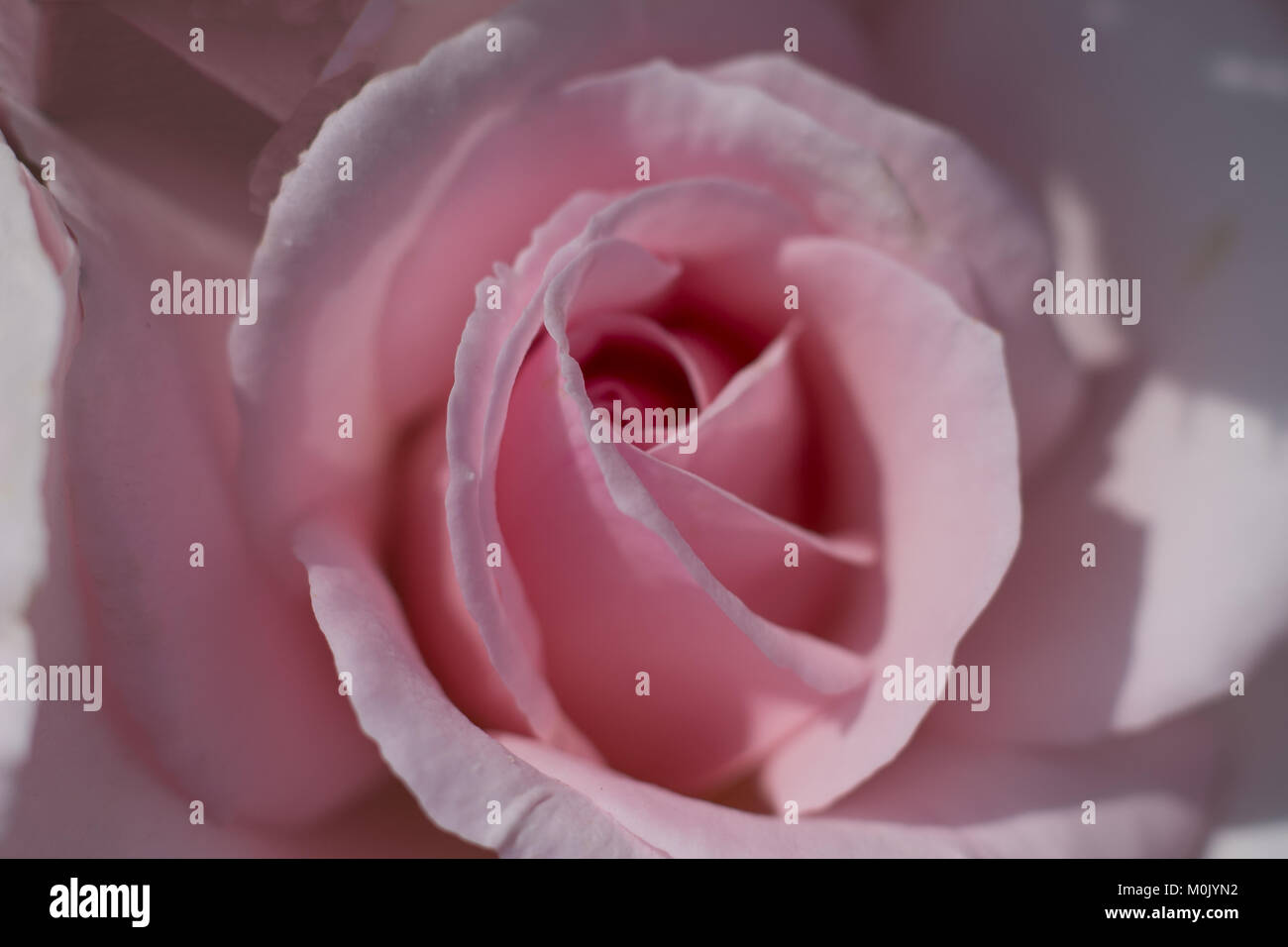 Rosa rose hautnah -Fotos und -Bildmaterial in hoher Auflösung – Alamy
