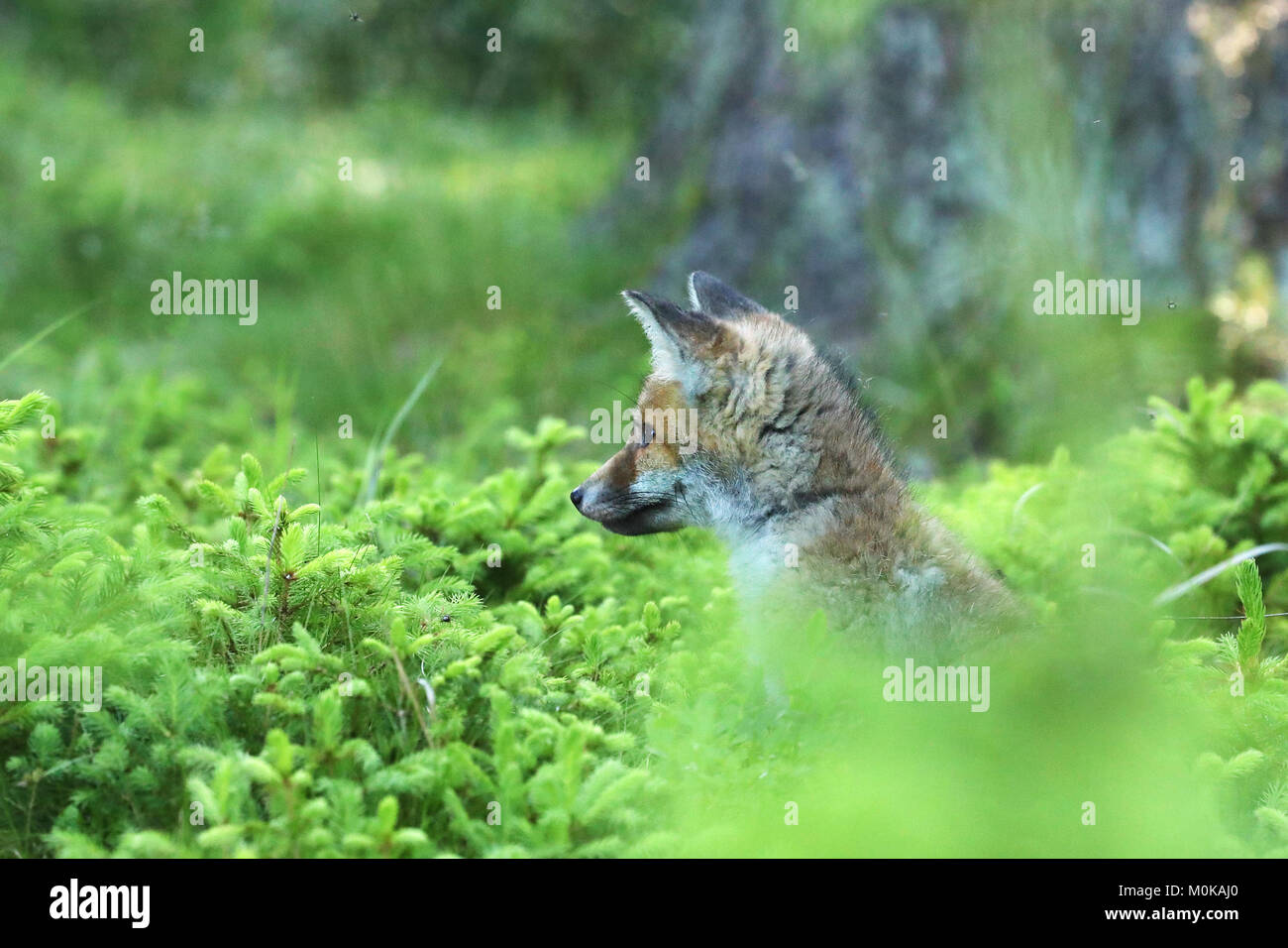 Fuchs rotfuchs tier im wald sitzen -Fotos und -Bildmaterial in hoher ...