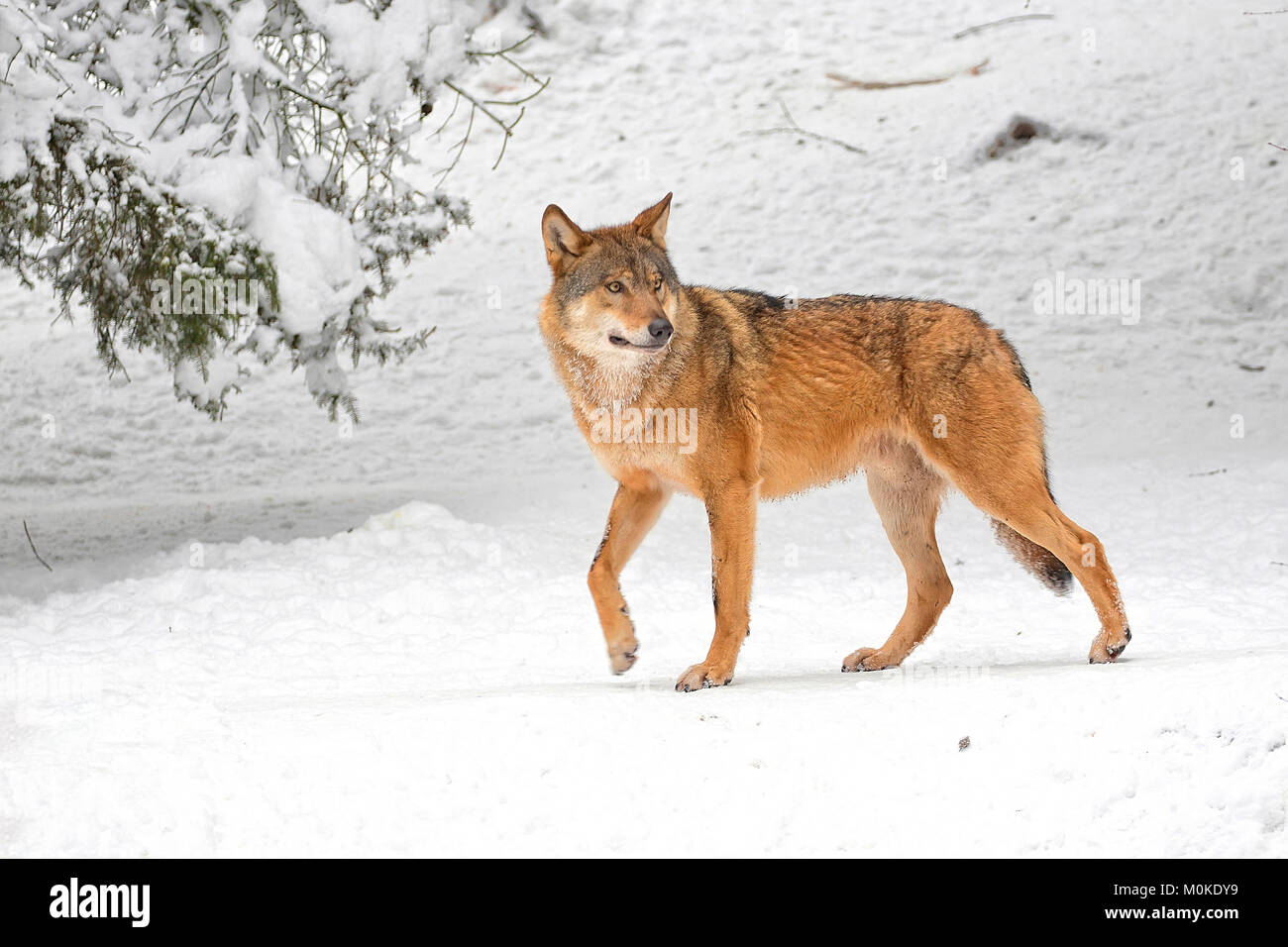 Wolf im winter -Fotos und -Bildmaterial in hoher Auflösung – Alamy