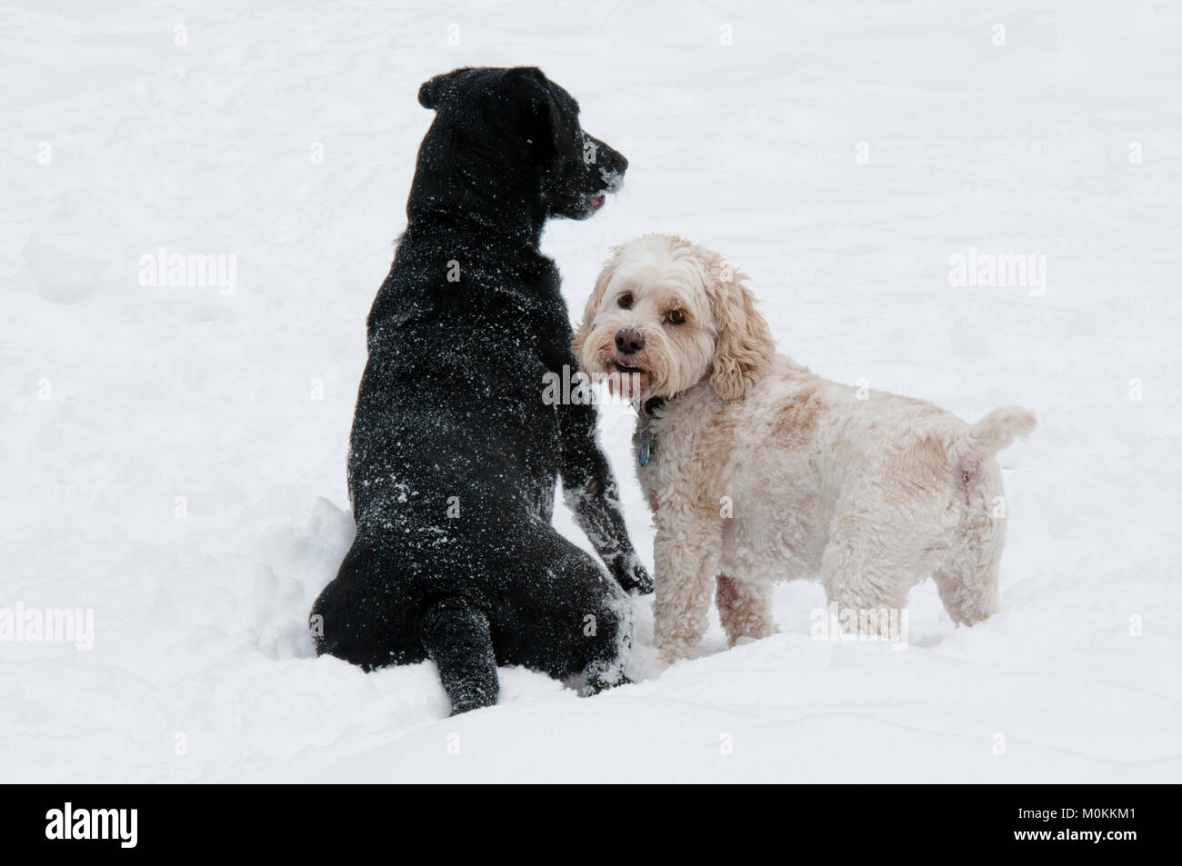 Cockapoo und schwarzer labrador retriever -Fotos und -Bildmaterial in ...