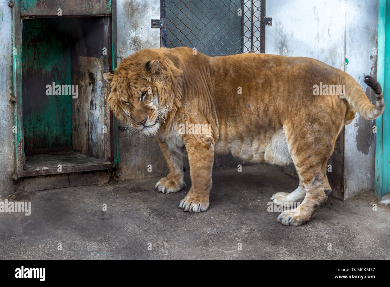 Ein Liger in der Sibirischen Tiger Park, Harbin, China. Die Liger ist ...