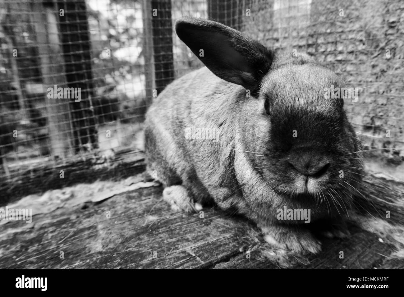 Schwarz weiß kaninchen -Fotos und -Bildmaterial in hoher Auflösung – Alamy