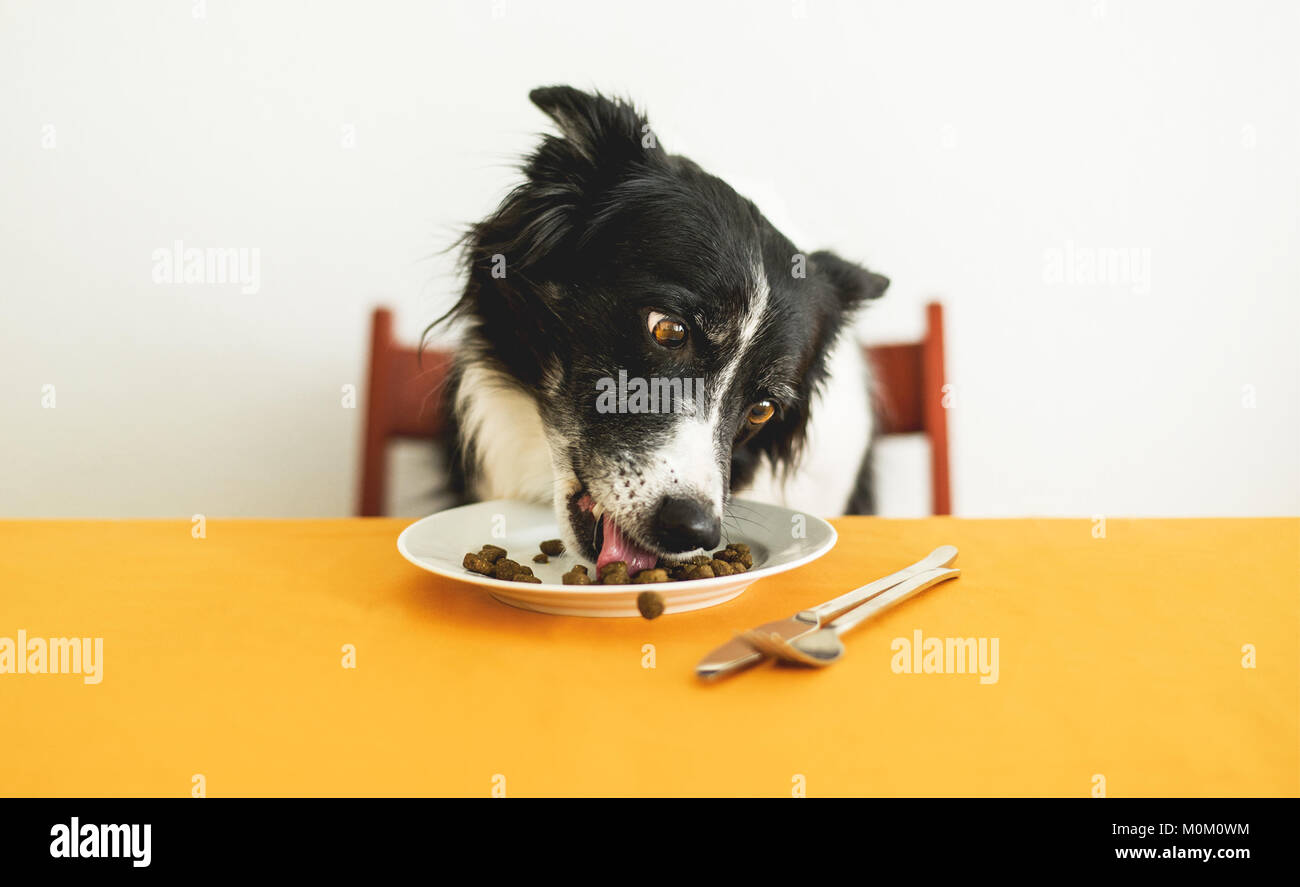 Hund essen Granulat. Süß und Smart Border Collie hinter dem Tisch und ...