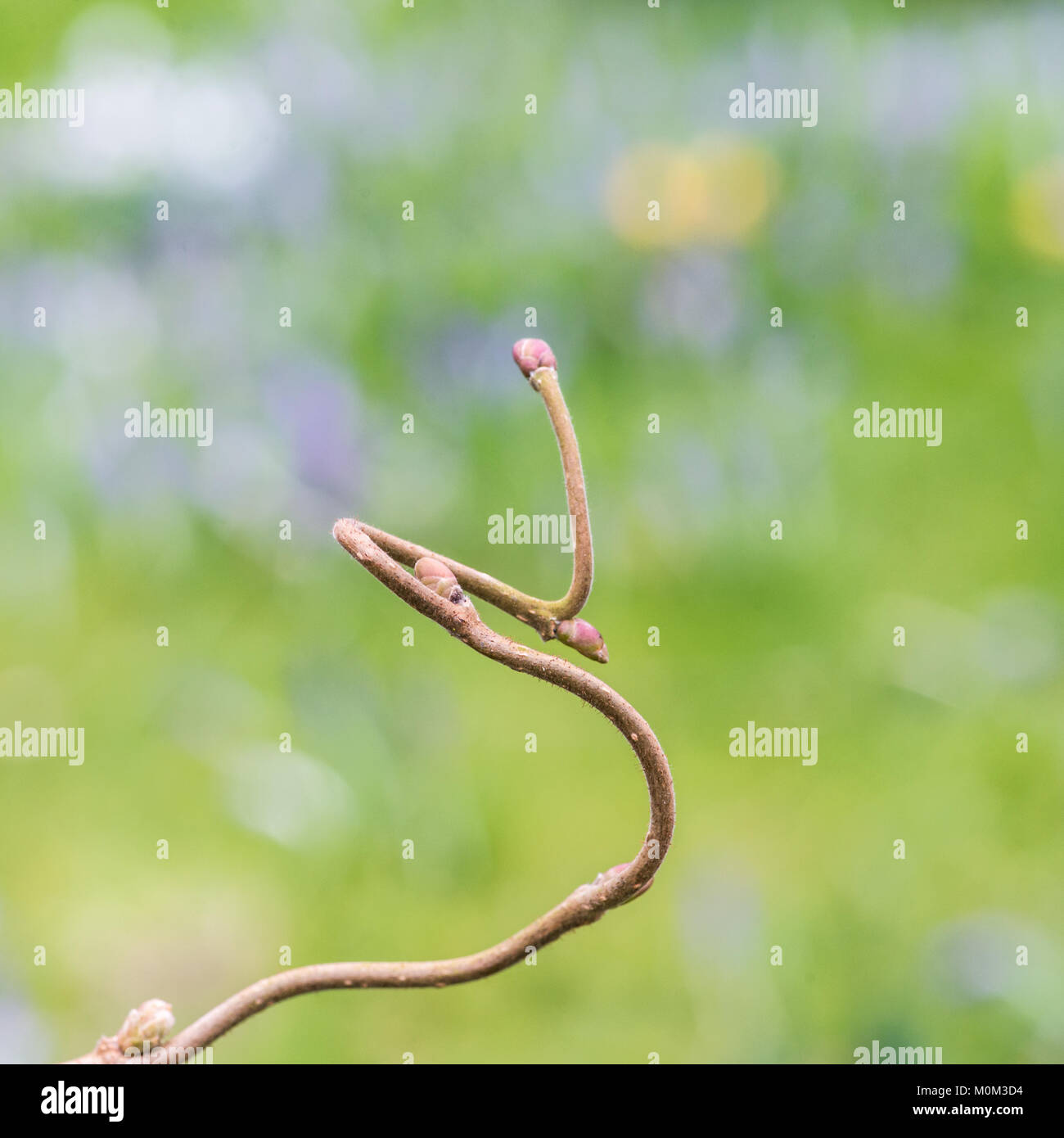 Corkscrew hazel corylus avellana contorta -Fotos und -Bildmaterial in ...