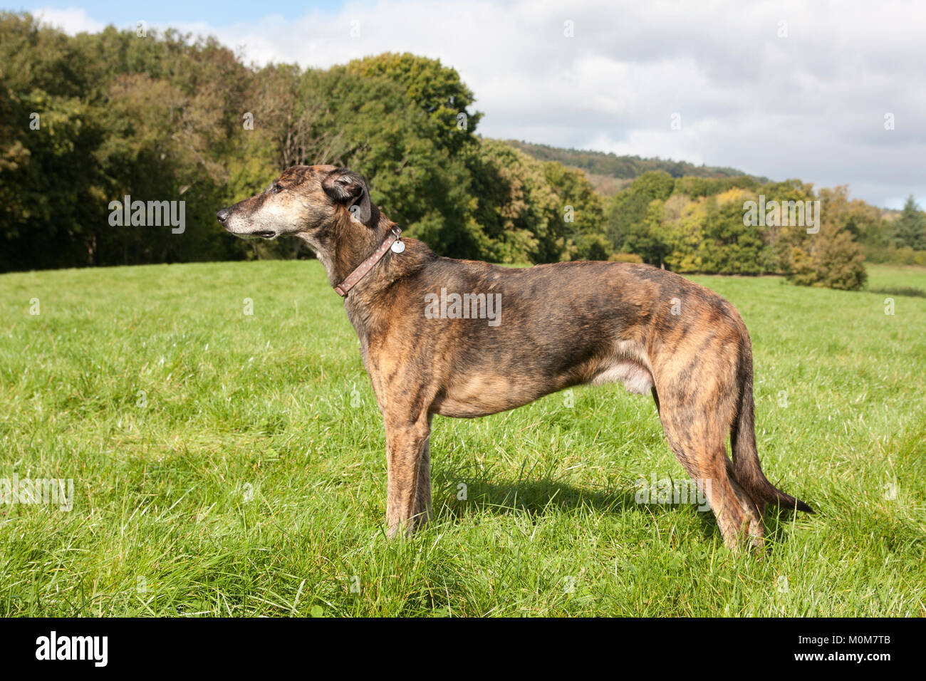 Haustier lurcher -Fotos und -Bildmaterial in hoher Auflösung – Alamy