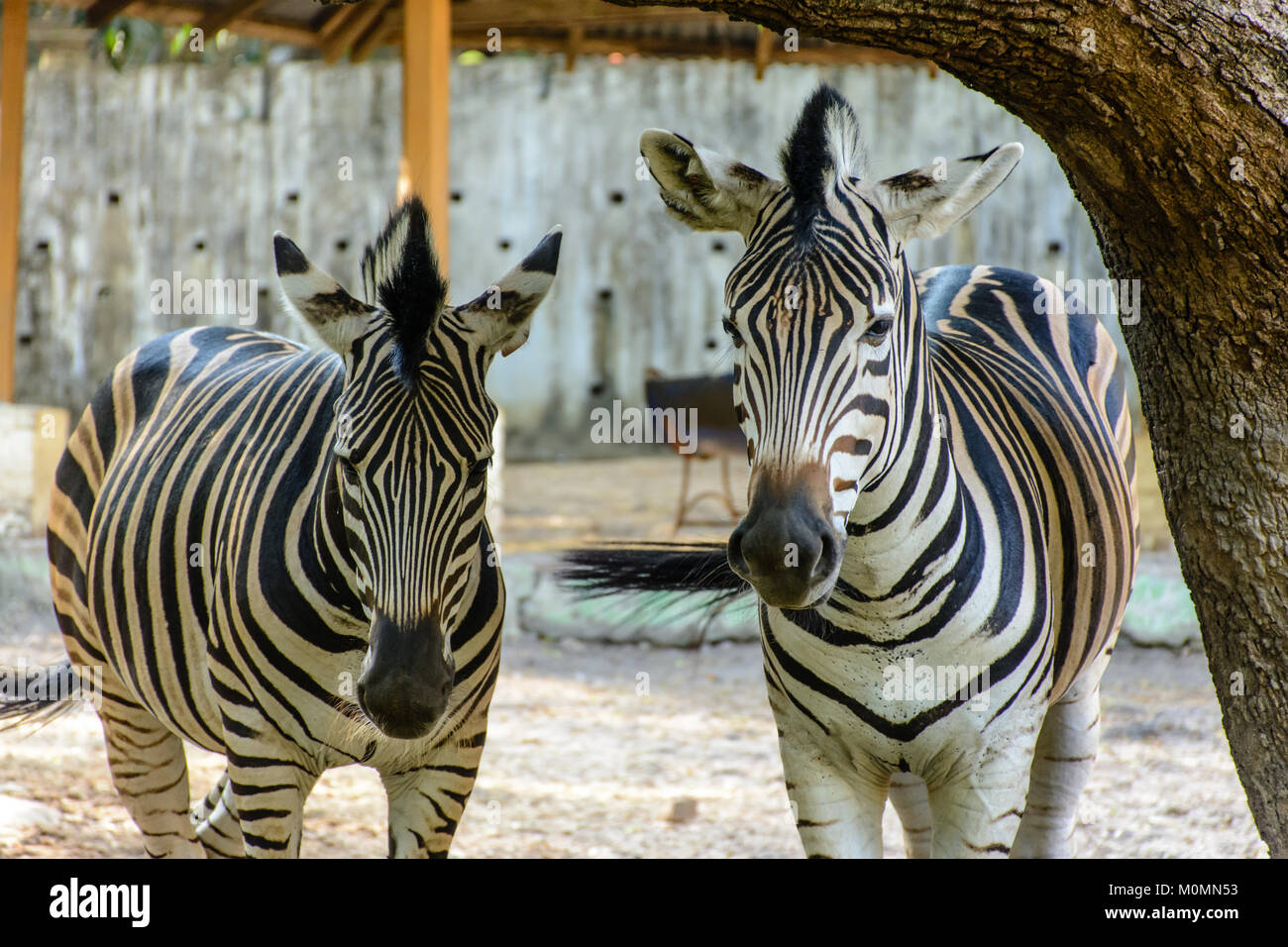 Fauna farbfoto Stockfotos und -bilder Kaufen - Alamy