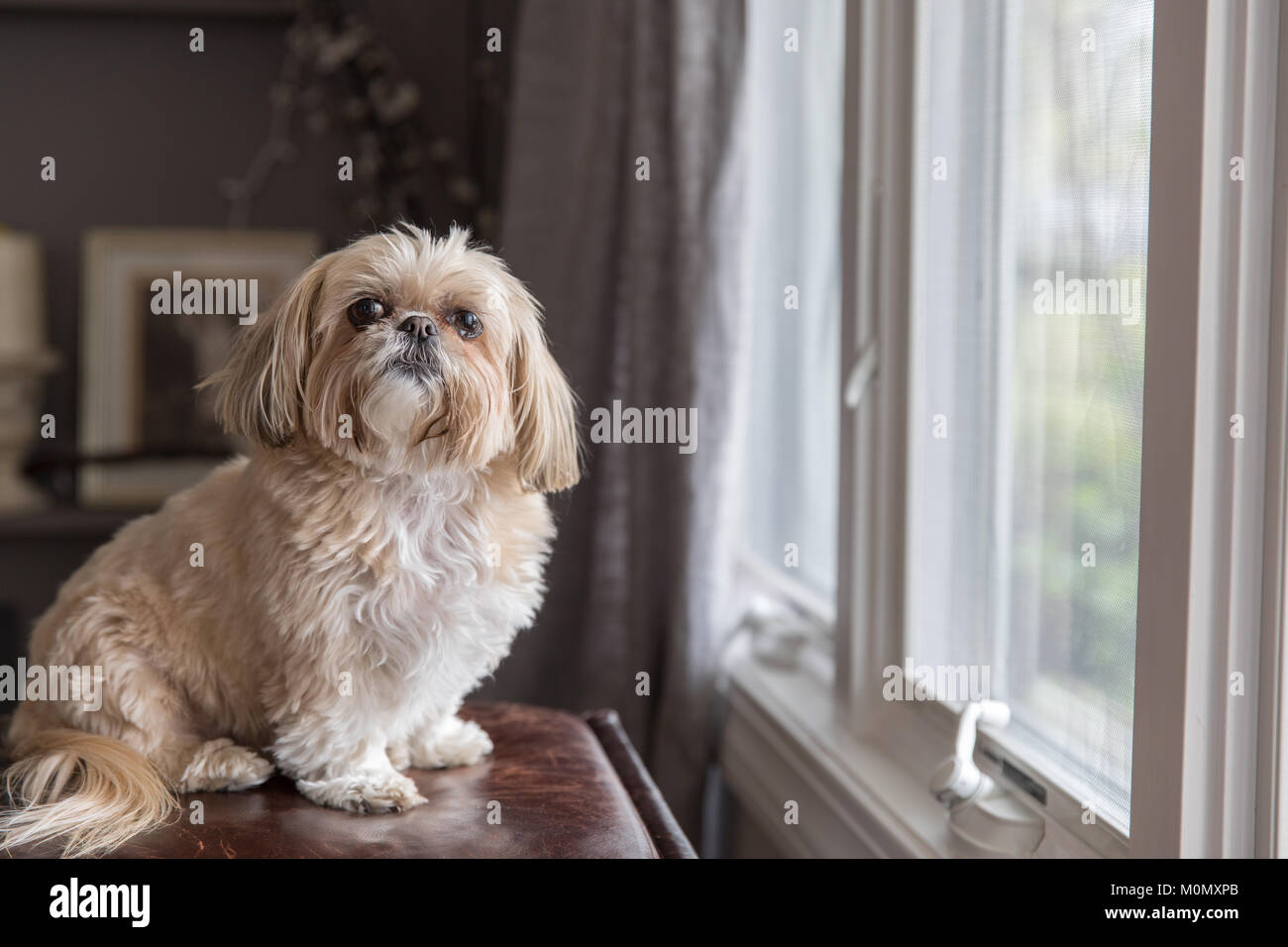 Leder sitzt -Fotos und -Bildmaterial in hoher Auflösung – Alamy
