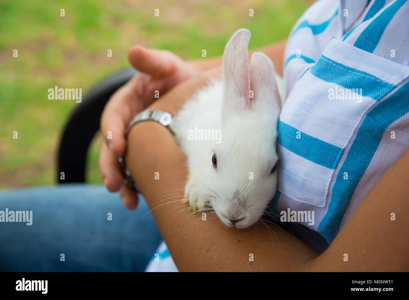 White Rabbit liegt in Frau Arme. niedlich und fügsam Stockfotografie ...