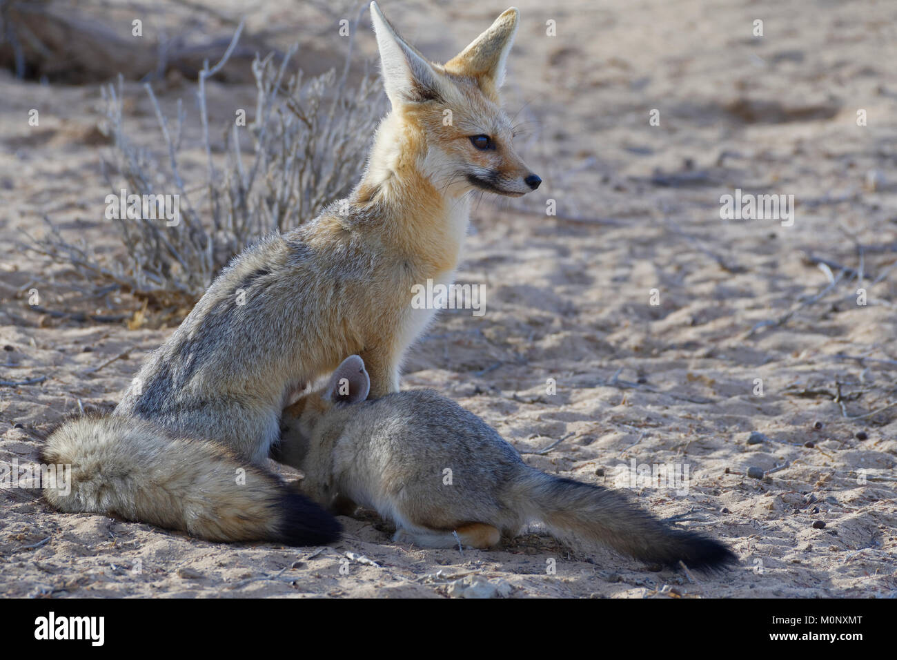 Kap der Füchse (Vulpes chama), die Mutter säugt ihr Junges, Kgalagadi ...