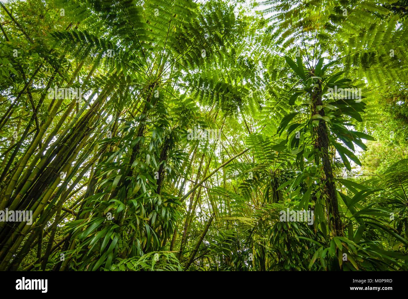 Unterholz im wald -Fotos und -Bildmaterial in hoher Auflösung – Alamy