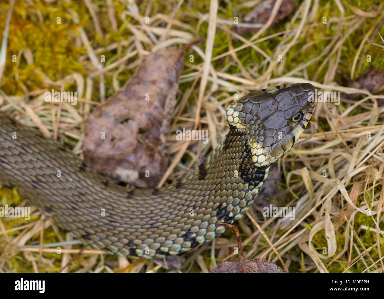 Weibliche Ringelnatter Natrix natrix ausstellenden seltene Verhalten ...