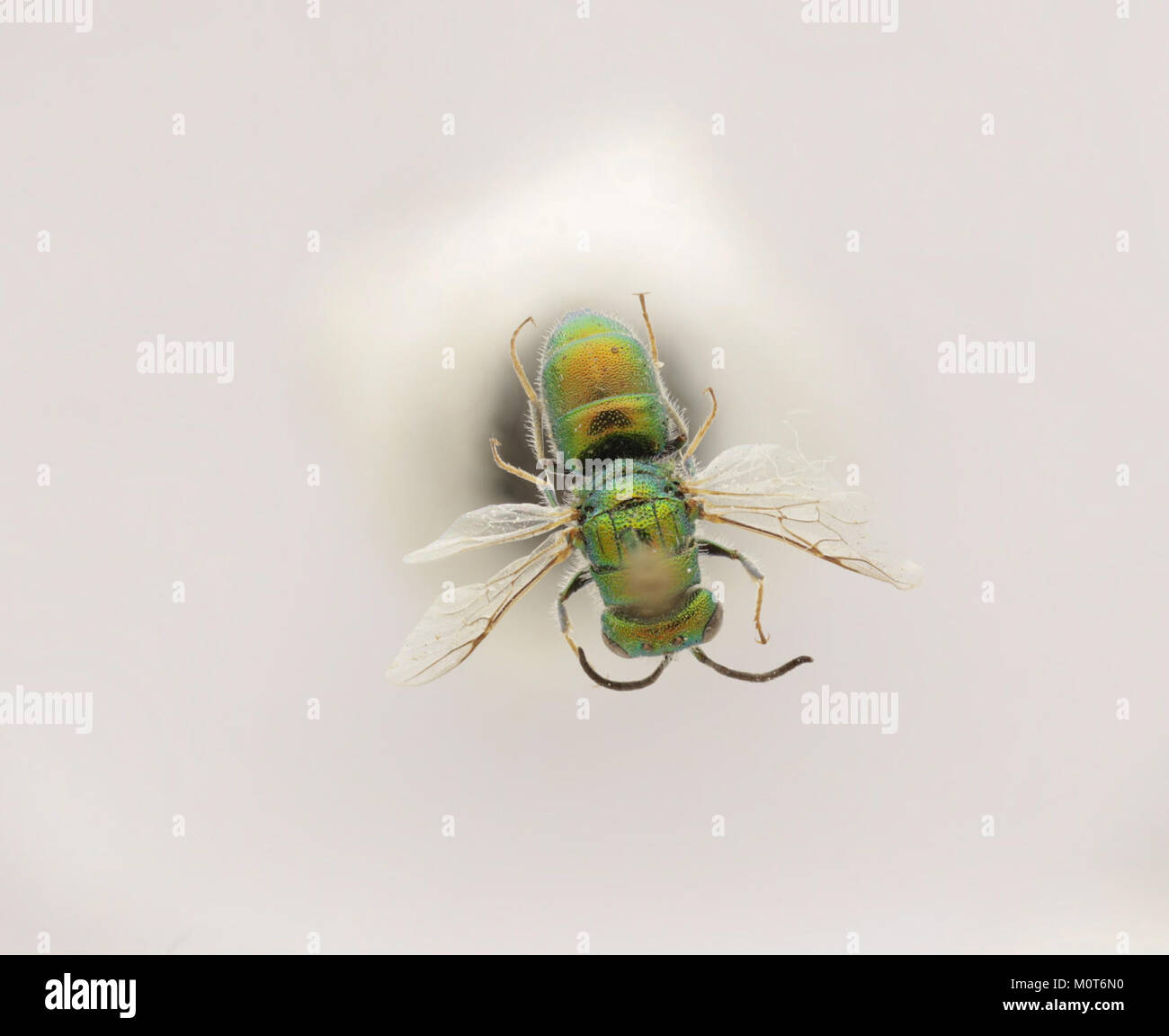 Cephalochrysis ehrenbergi ist eine parasitäre Wespenart aus der Familie der Ichneumonidae. Er ...