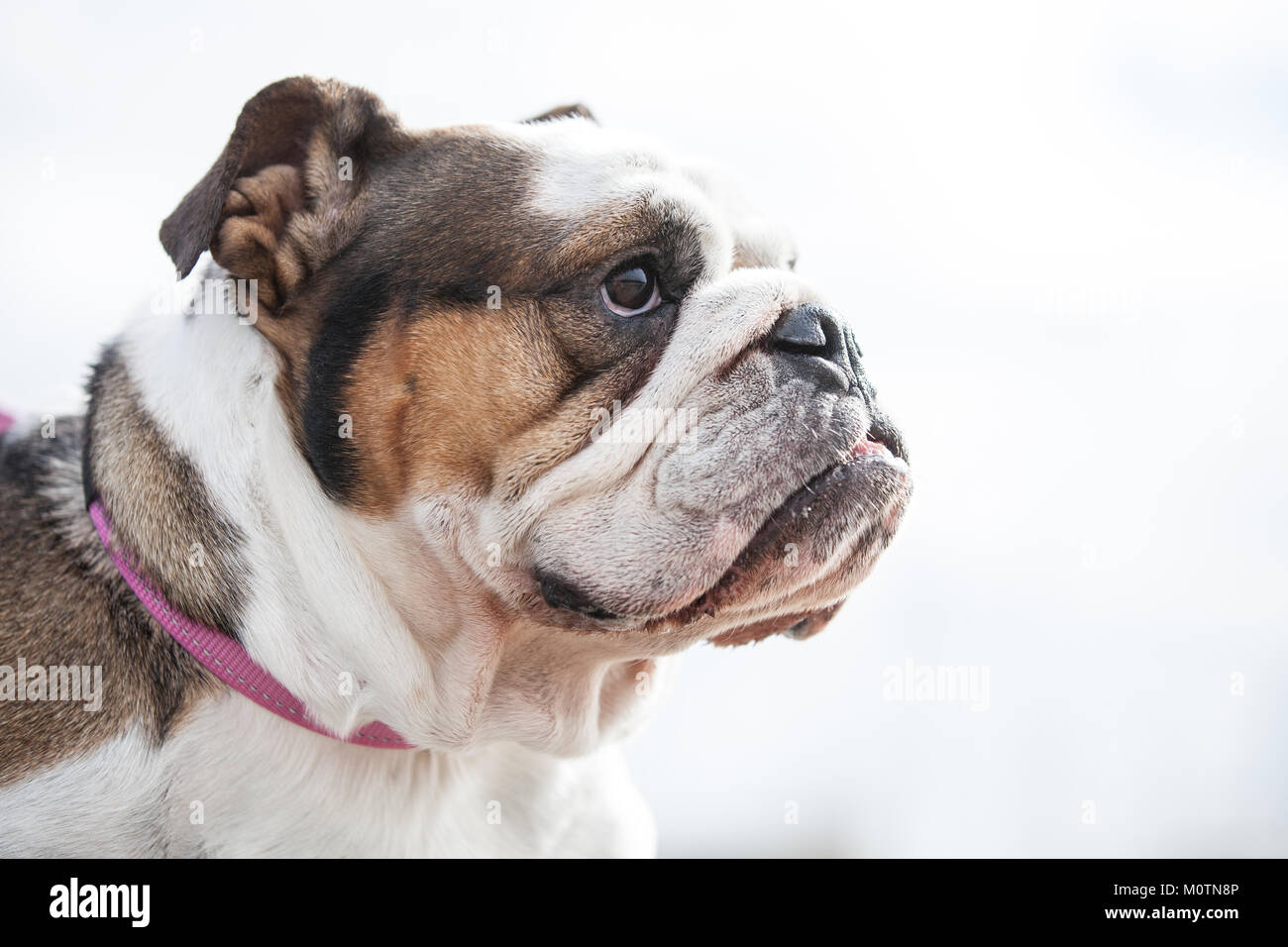 Hund mit falten -Fotos und -Bildmaterial in hoher Auflösung – Alamy