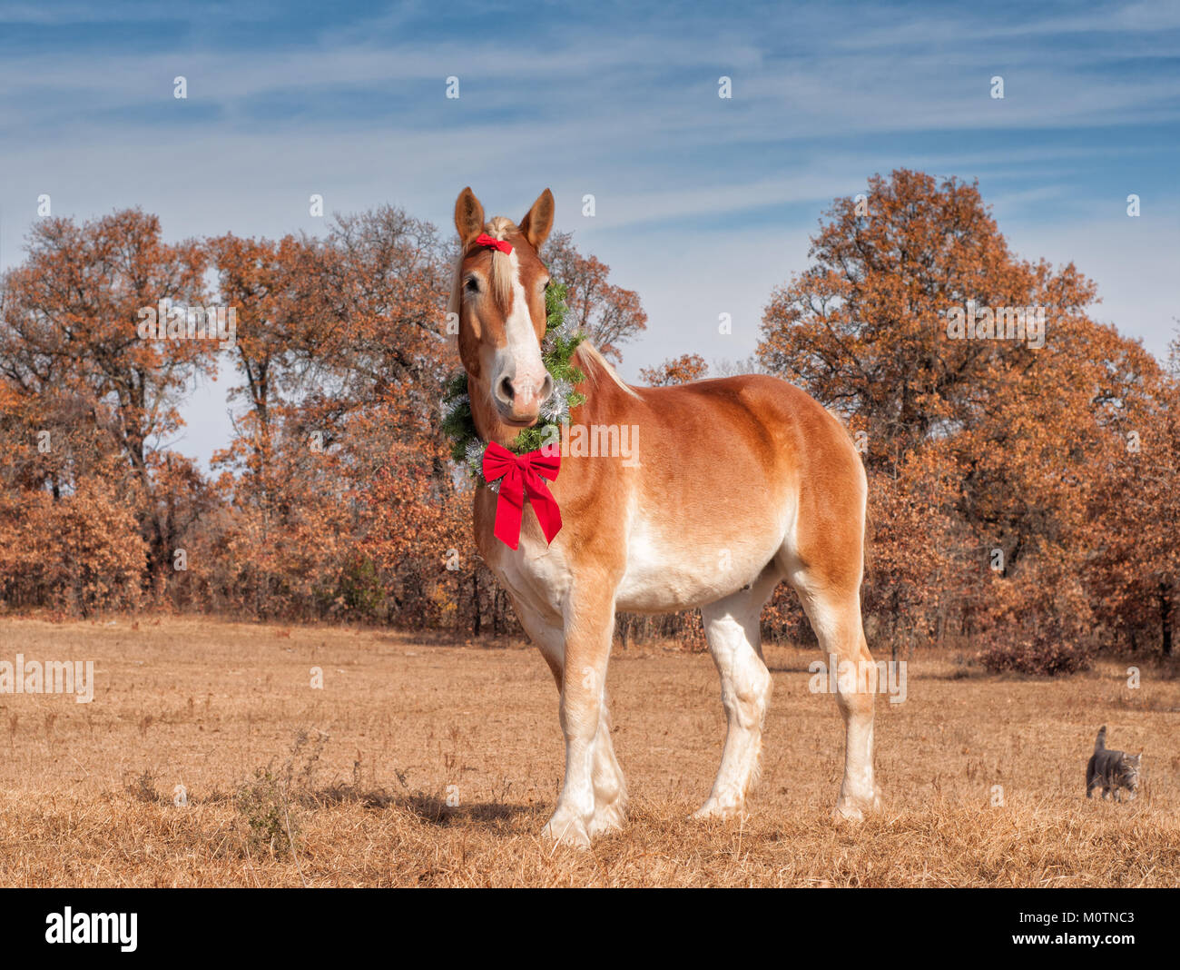 Zugpferd stehend Stockfotos und -bilder Kaufen - Alamy