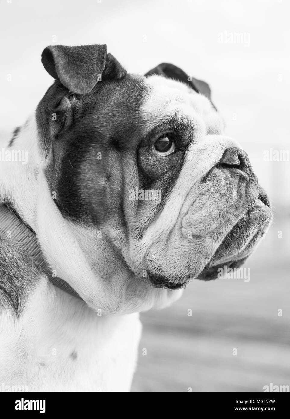 Hund Mit Falten Stockfotos und -bilder Kaufen - Alamy