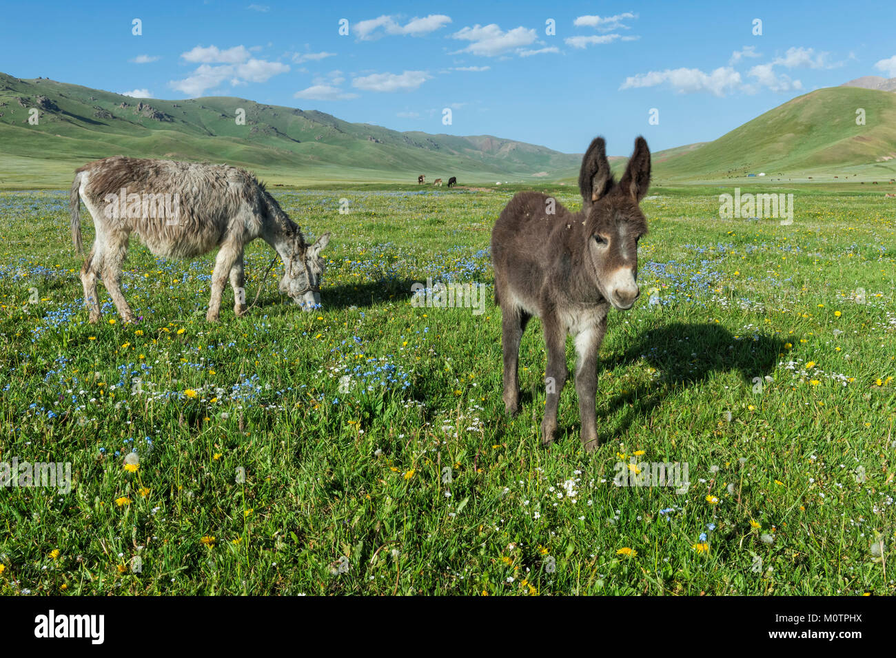 Junger Esel Stockfotos und -bilder Kaufen - Alamy