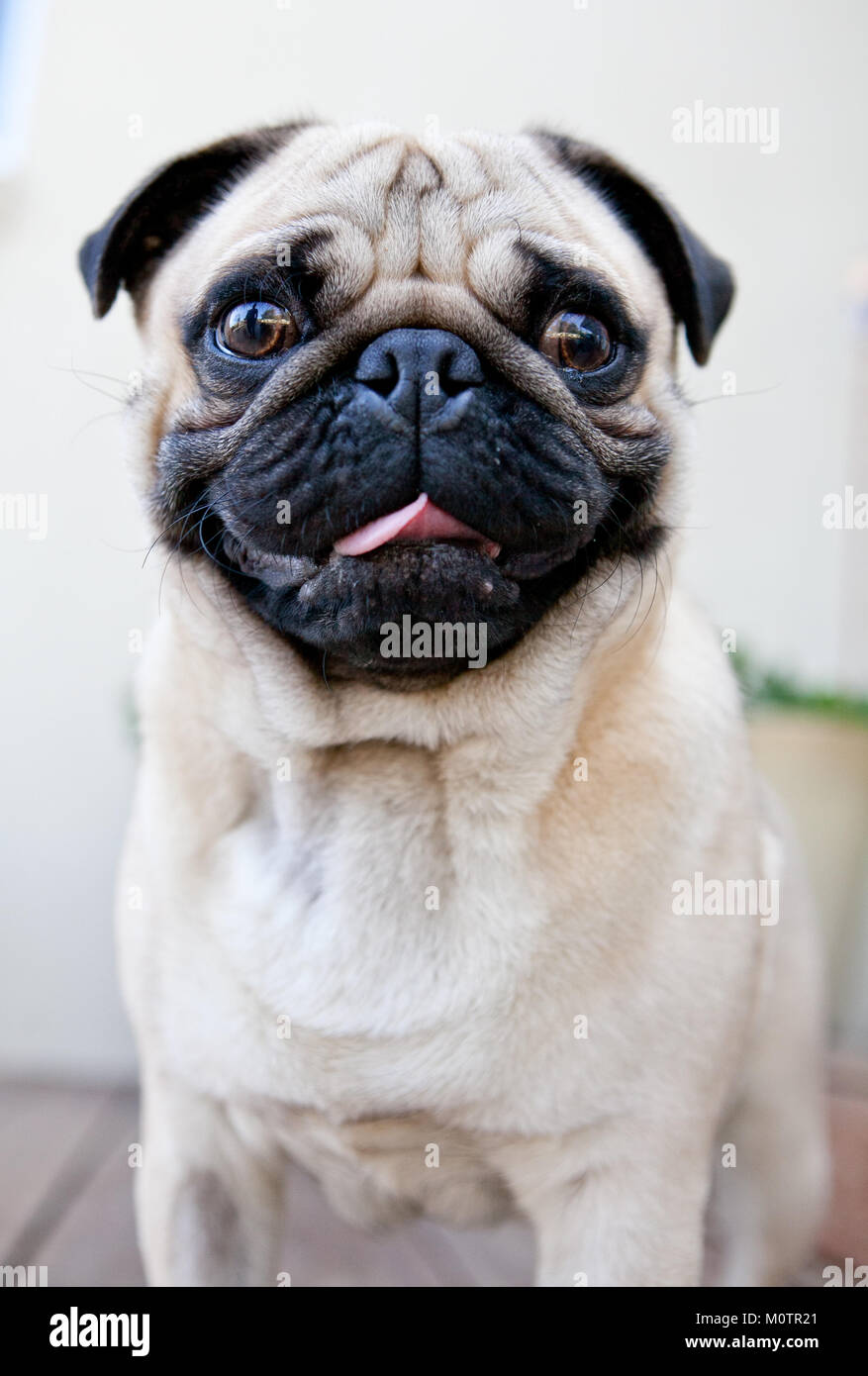 Mops lustig -Fotos und -Bildmaterial in hoher Auflösung – Alamy