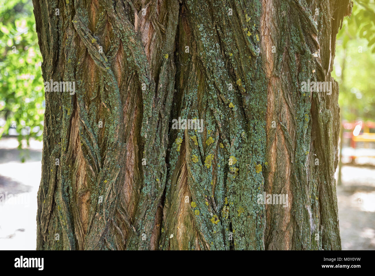 Acacia Bark Stockfotos und -bilder Kaufen - Alamy