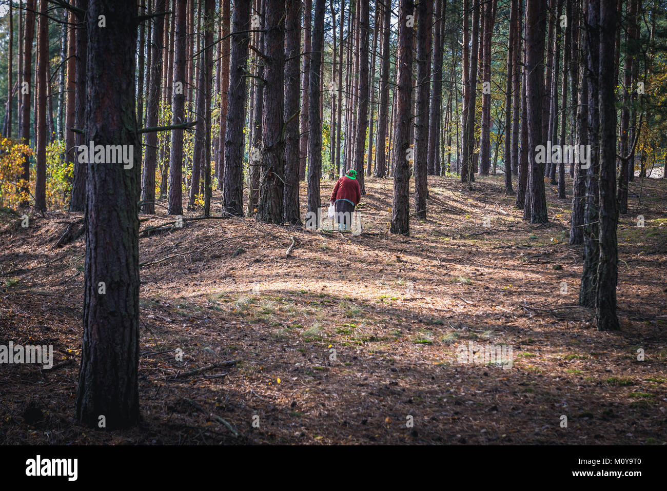 Ältere Frau Pilze im Wald Kampinos, große Wälder komplex in der ...