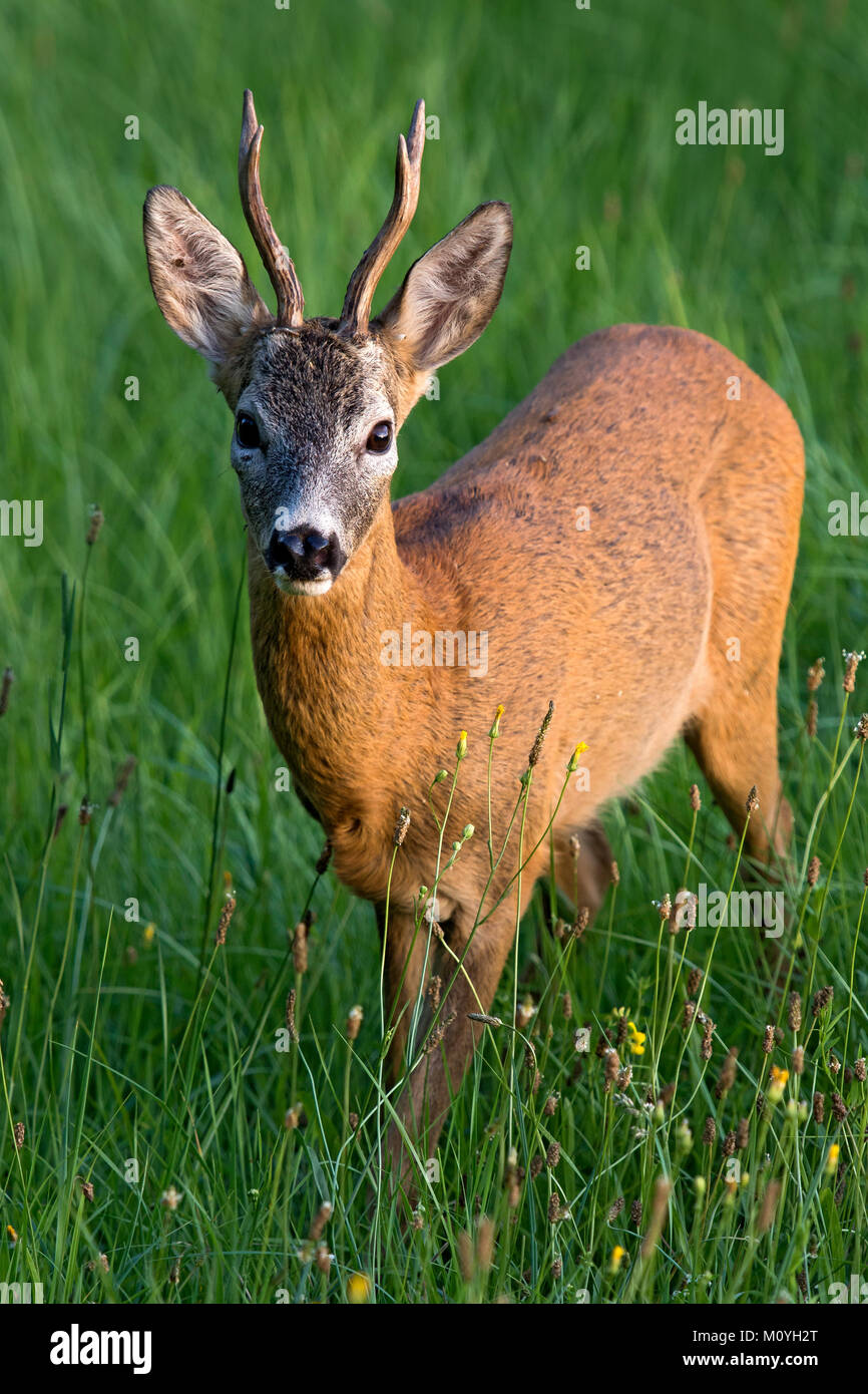 Europäische Reh (Capreolus capreolus), männlich, in Wiese, Burgenland ...