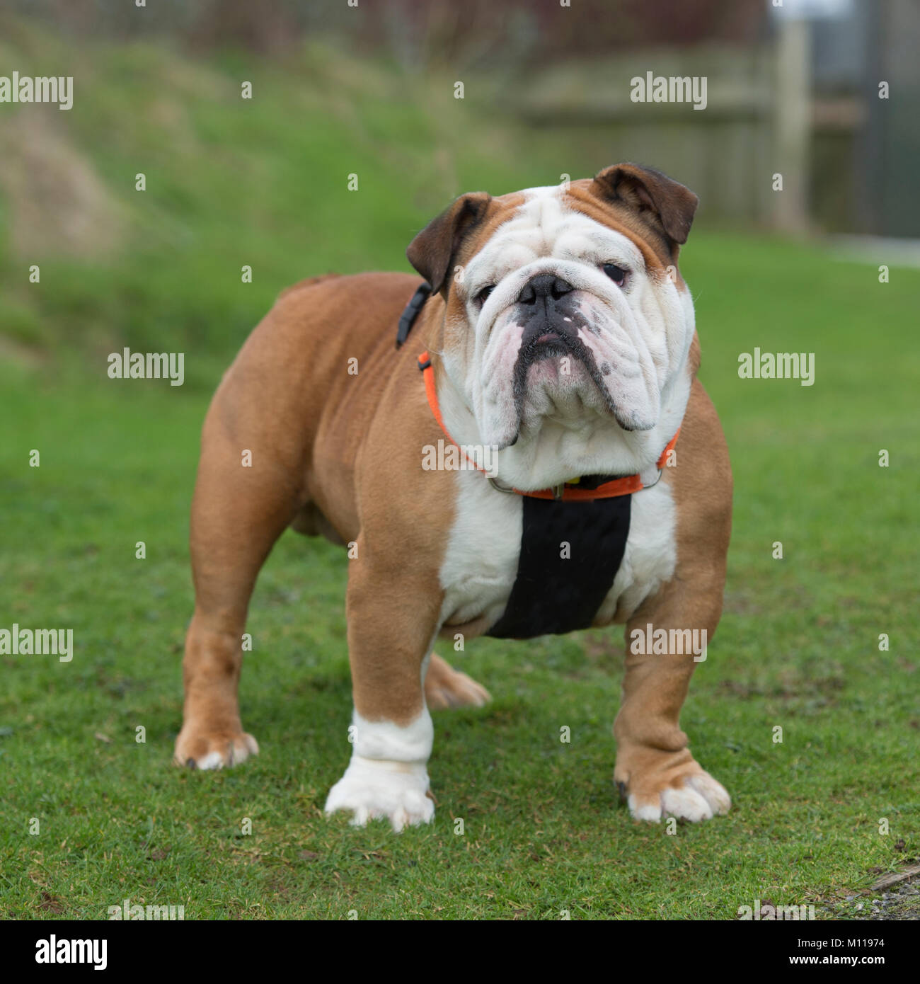 Fat bulldog puppy -Fotos und -Bildmaterial in hoher Auflösung – Alamy
