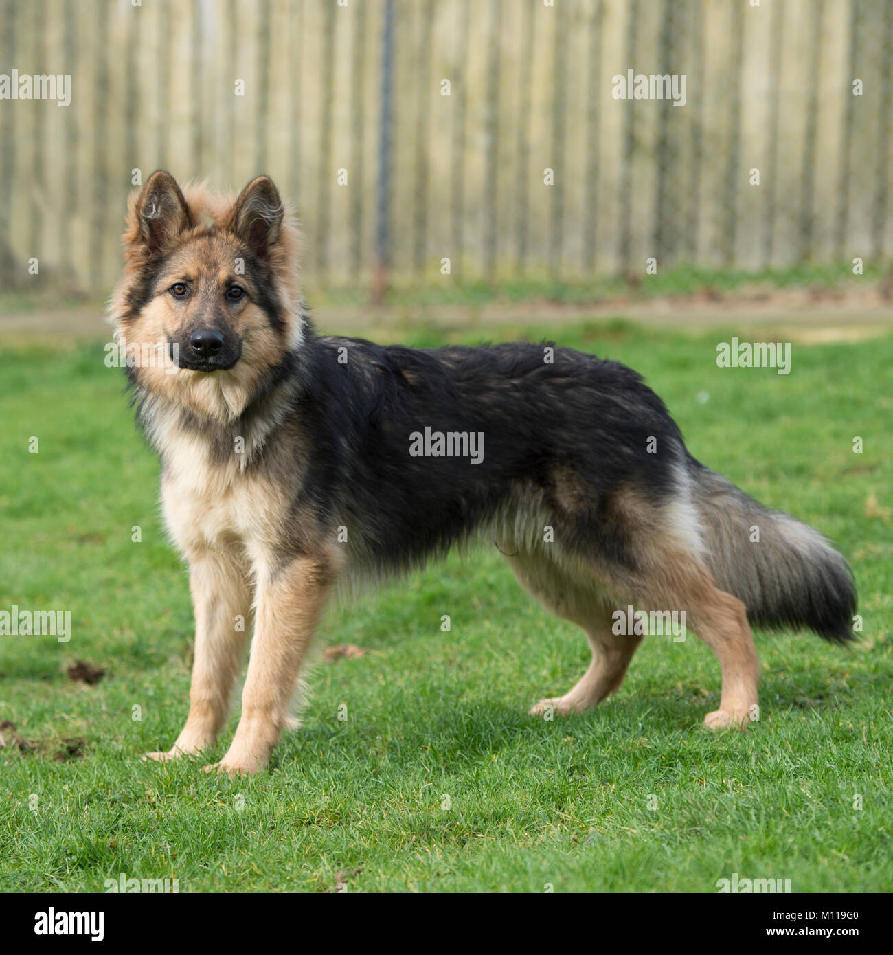 Hund stand im feld -Fotos und -Bildmaterial in hoher Auflösung – Alamy