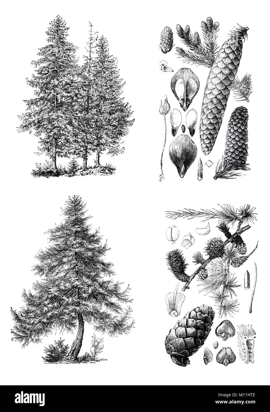 Black white illustration coniferous forest -Fotos und -Bildmaterial in ...