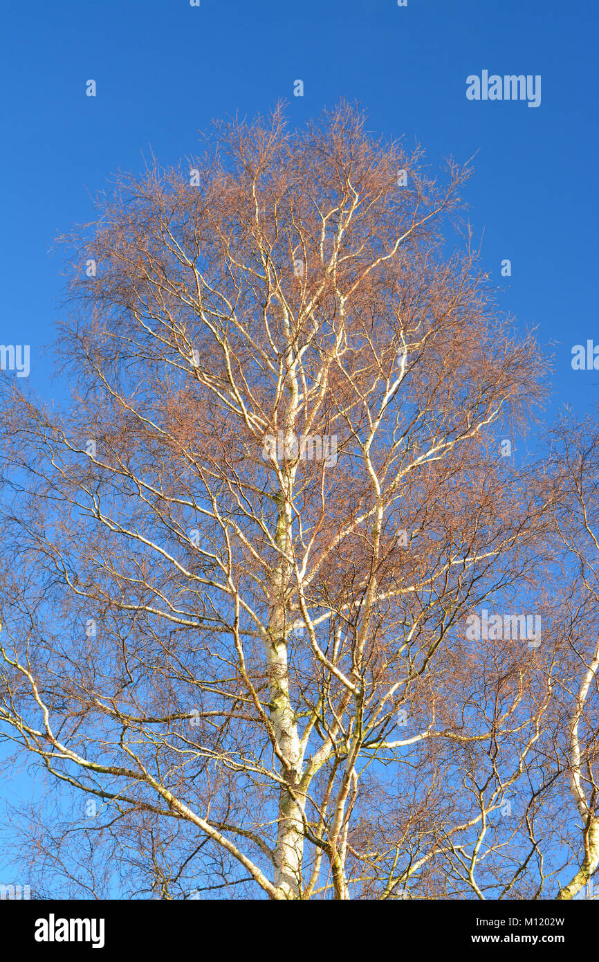 Harz birke -Fotos und -Bildmaterial in hoher Auflösung – Alamy