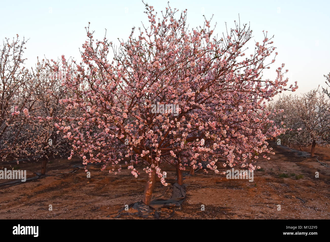 Mandel baum -Fotos und -Bildmaterial in hoher Auflösung – Alamy