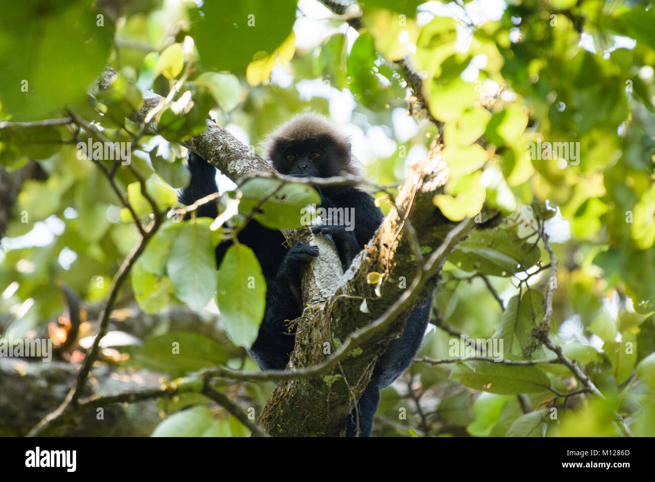 Johns langur -Fotos und -Bildmaterial in hoher Auflösung – Alamy