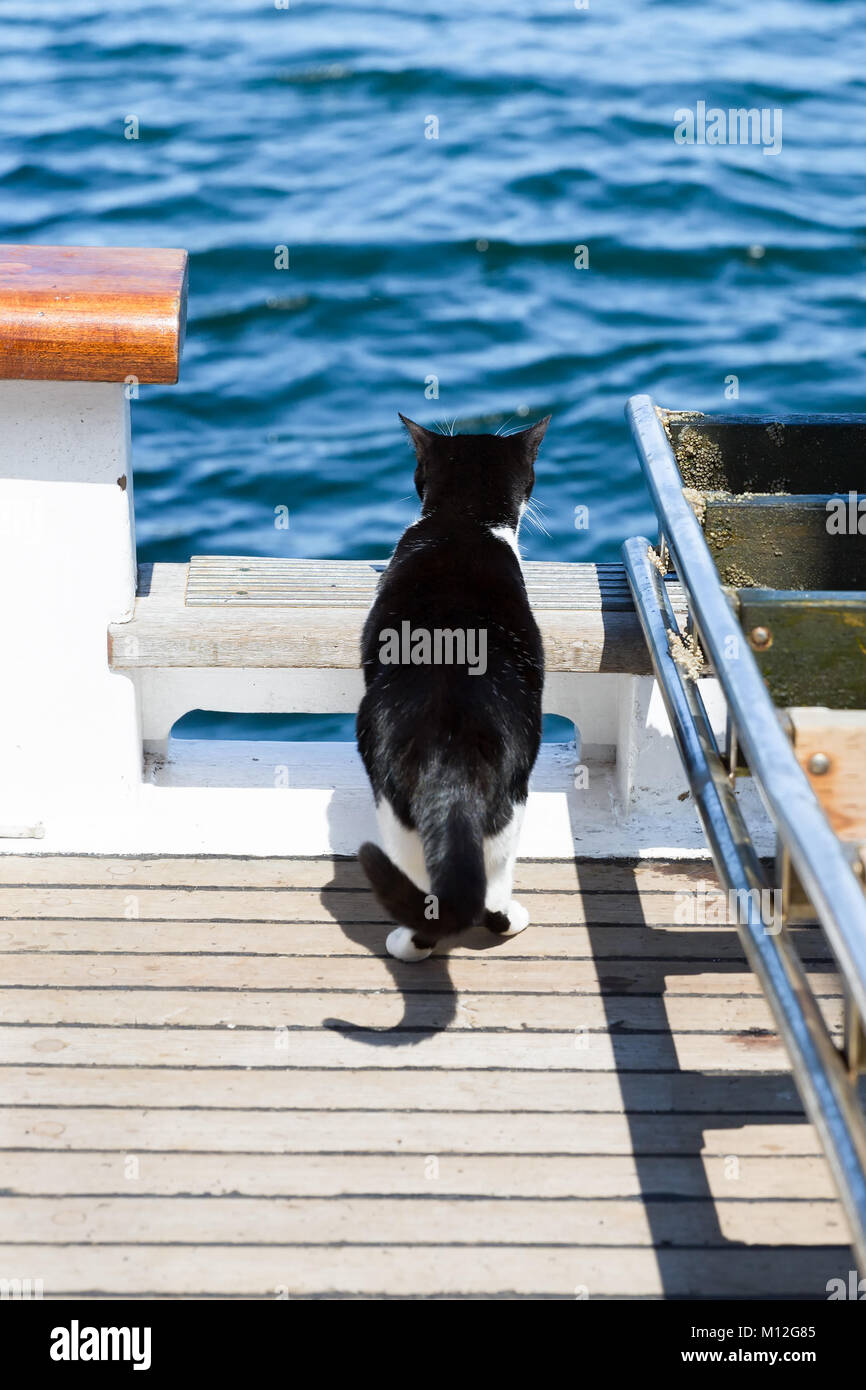 Die Katze auf dem Segelboot. Close Up, selektive konzentrieren ...