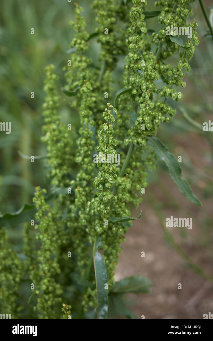 Samen rumex crispus -Fotos und -Bildmaterial in hoher Auflösung – Alamy