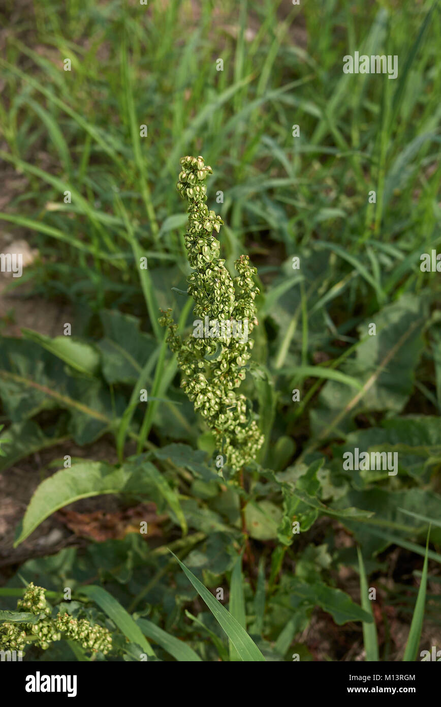 Samen rumex crispus -Fotos und -Bildmaterial in hoher Auflösung – Alamy