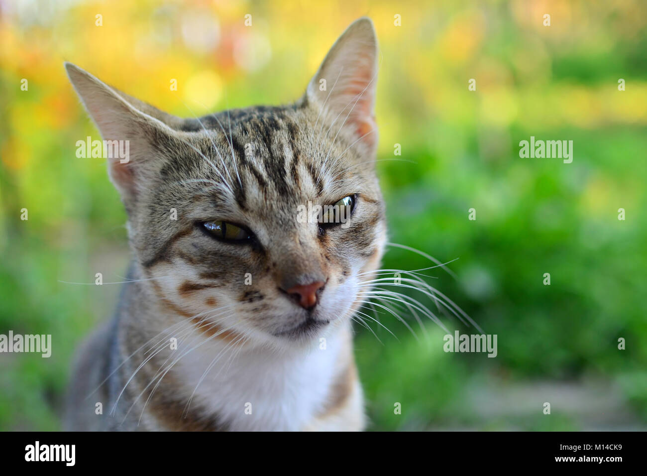 Charmante katze -Fotos und -Bildmaterial in hoher Auflösung – Alamy