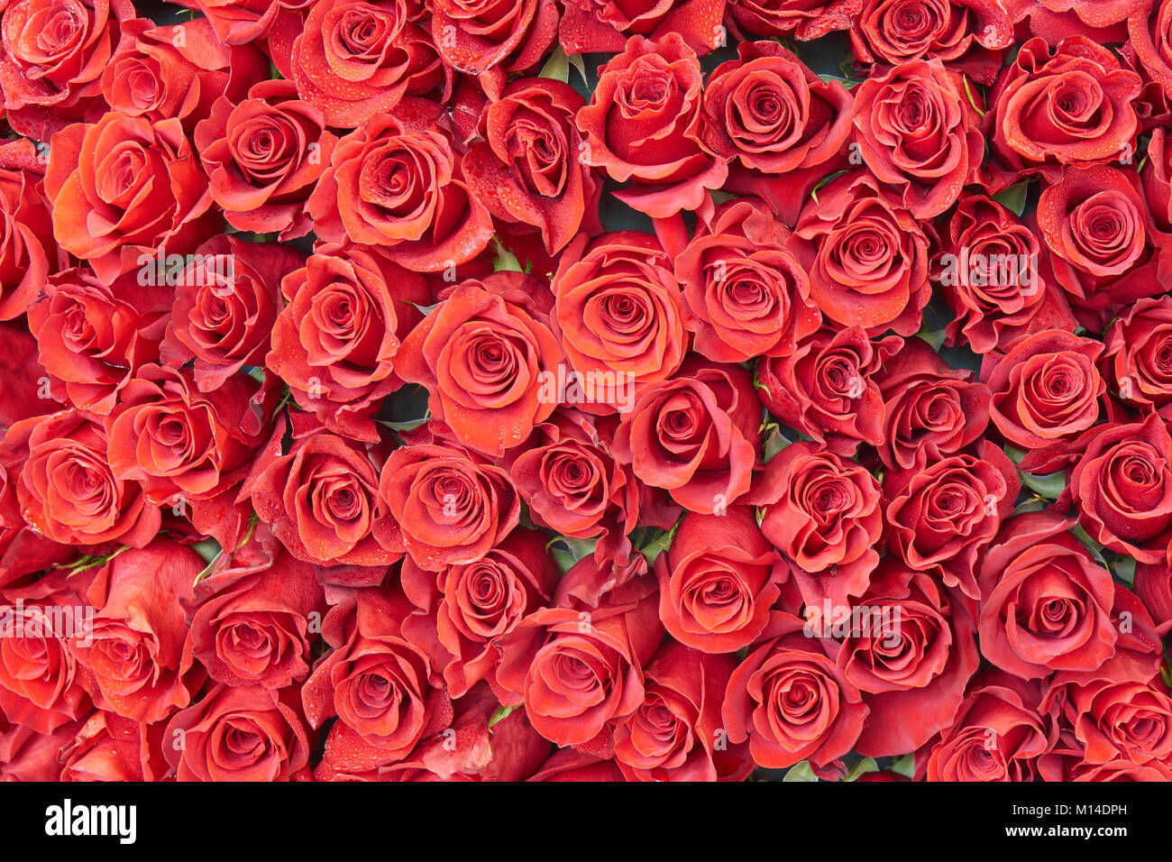 Viele rote Rosen mit Tropfen Wasser so schön floral background ...