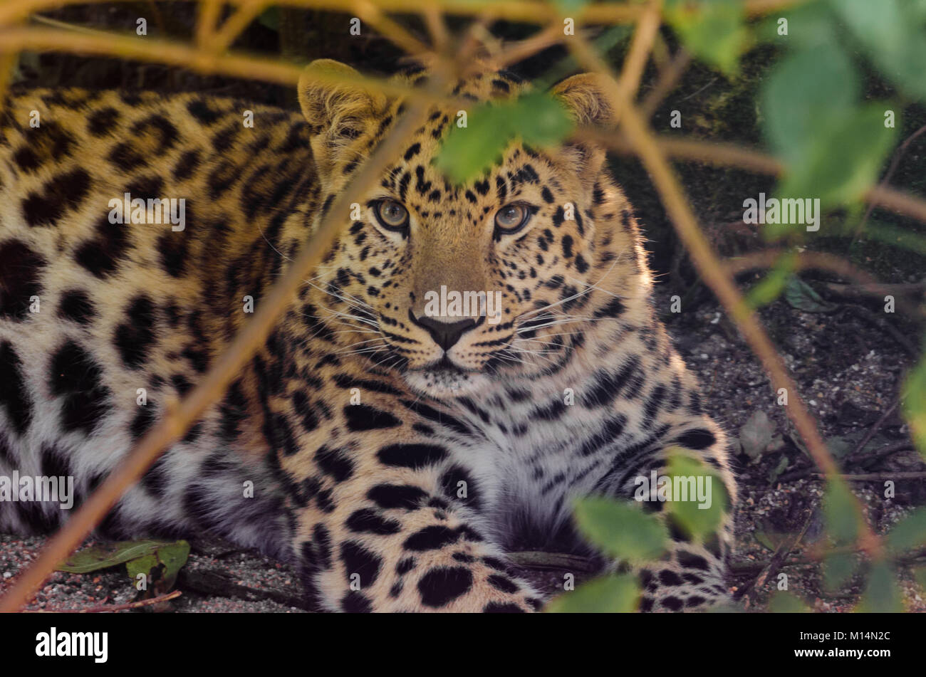 Amur leopard -Fotos und -Bildmaterial in hoher Auflösung – Alamy