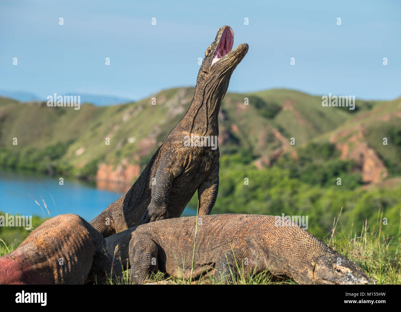 Die Komodo Waran (Varanus komodoensis) steht auf seinen Hinterbeinen ...