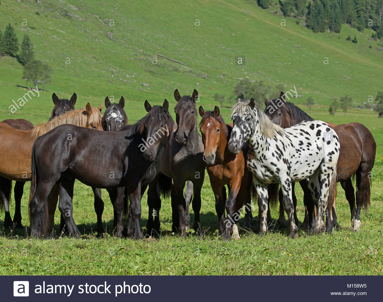 Noriker Horses Stockfotos & Noriker Horses Bilder - Alamy