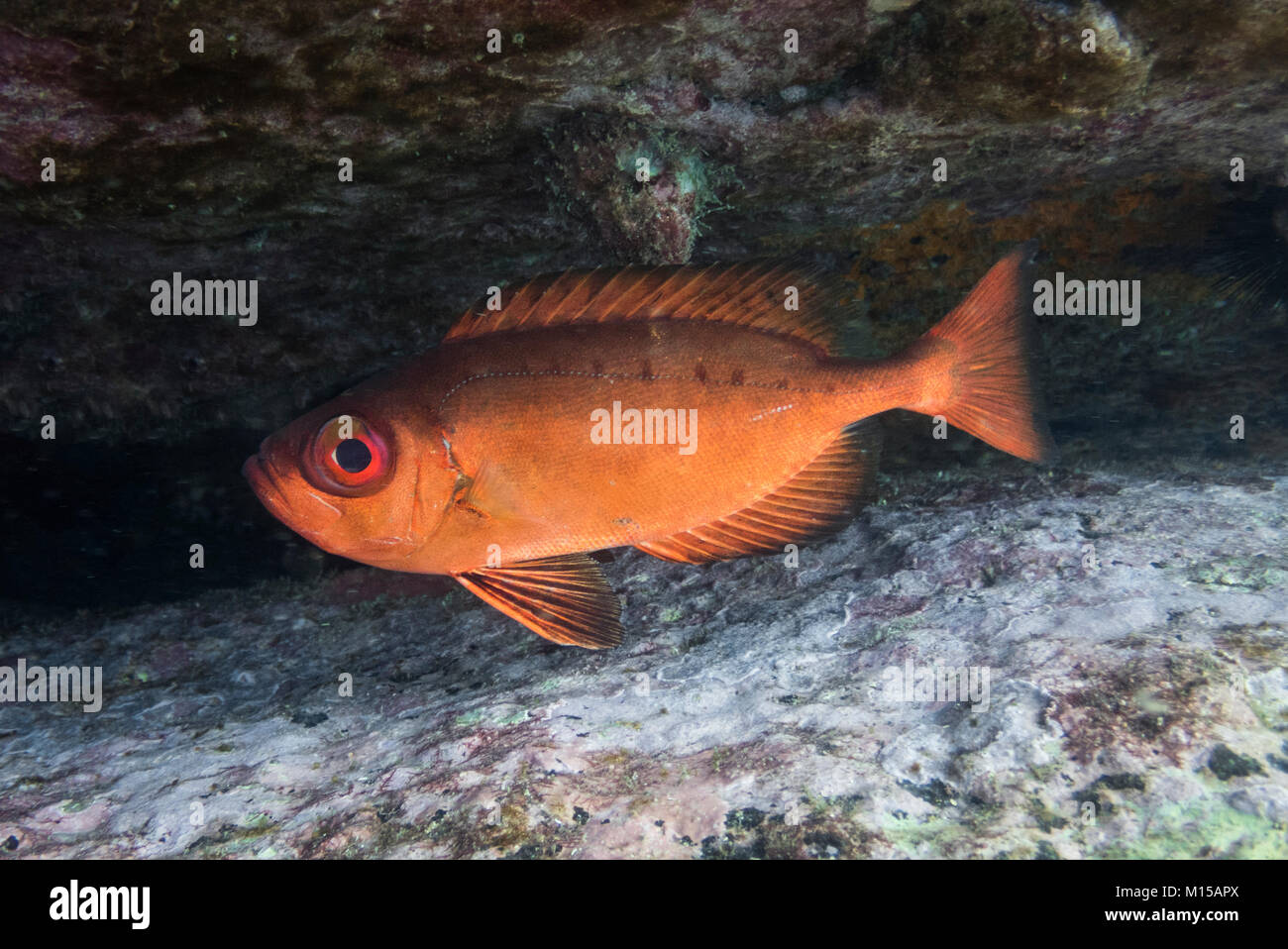 Priacanthus arenatus -Fotos und -Bildmaterial in hoher Auflösung – Alamy